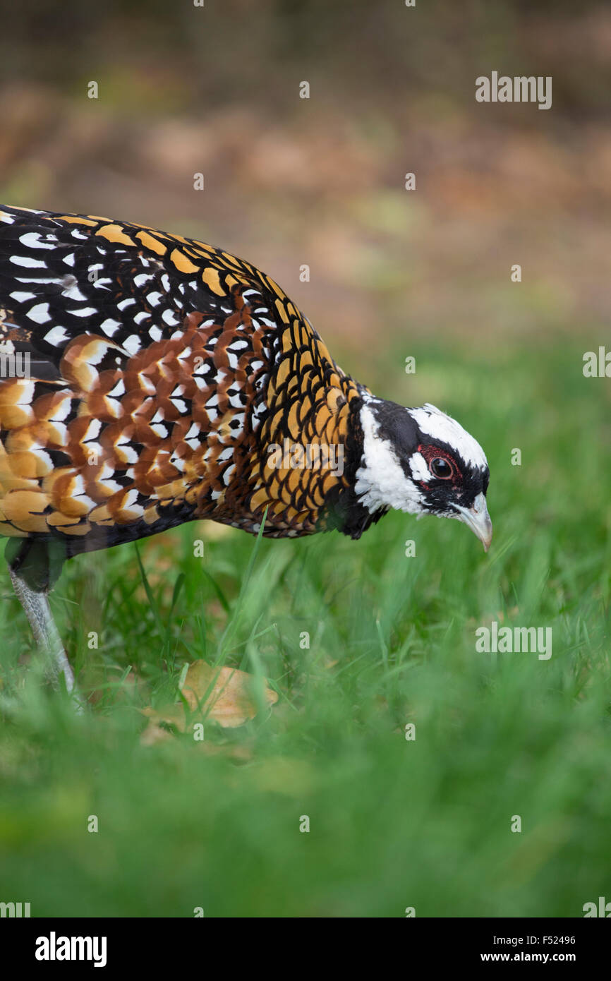 Male Reeve's Pheasants "Syrmaticus reevesii Stock Photo - Alamy