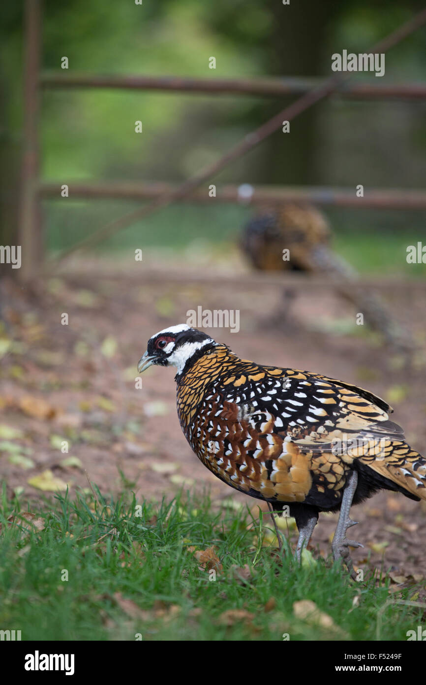Male Reeve's Pheasants "Syrmaticus reevesii Stock Photo - Alamy