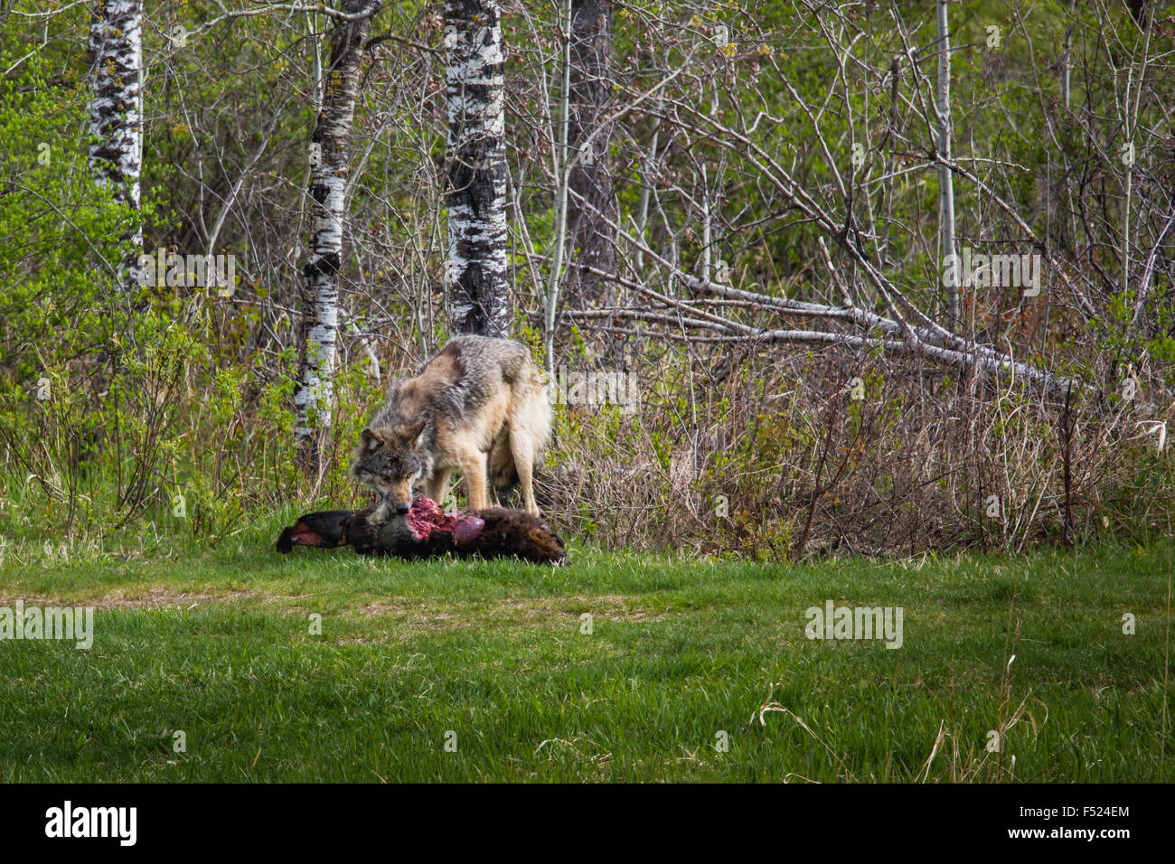 Wolf with prey (beaver Stock Photo - Alamy