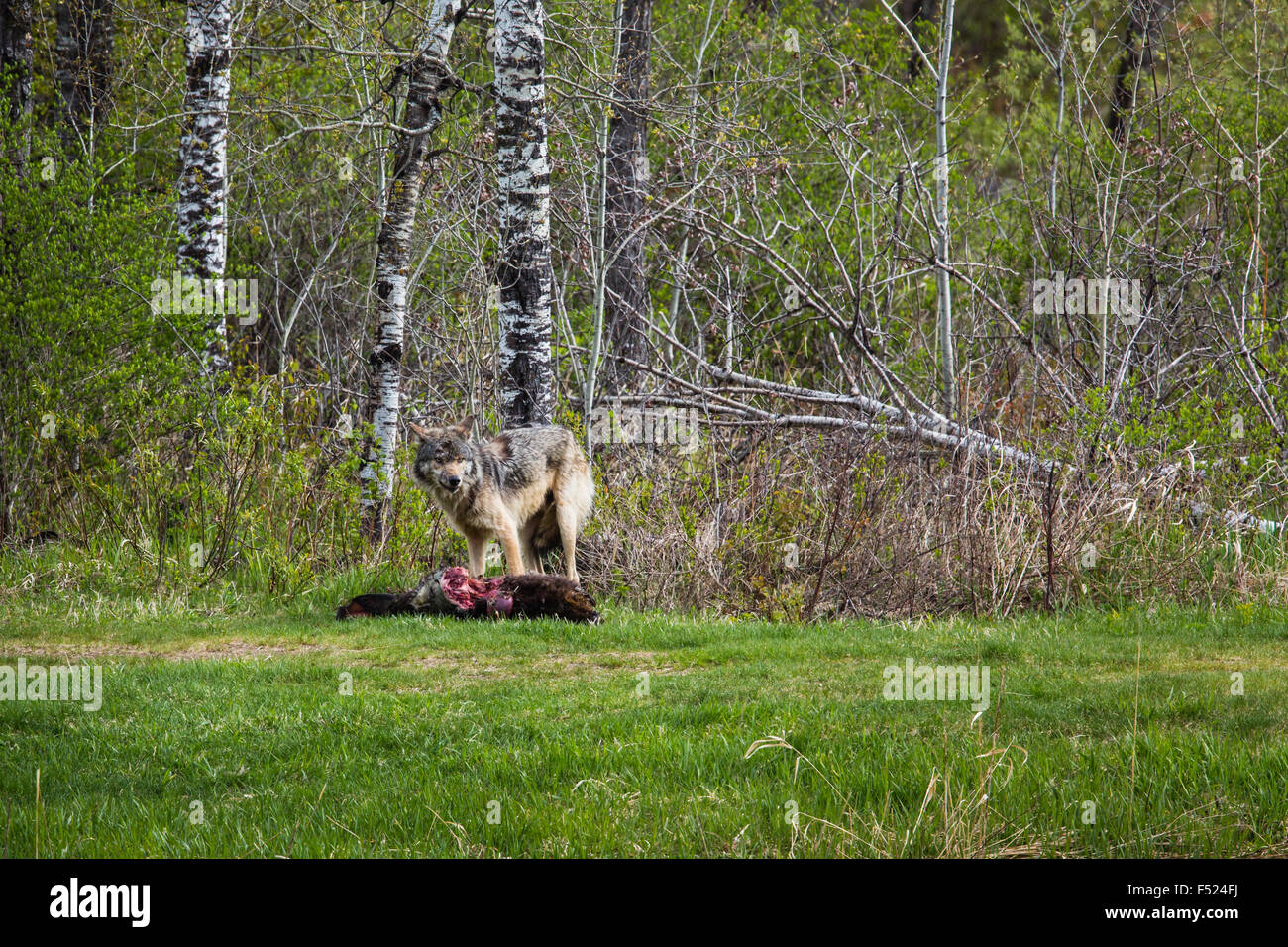 Wolf with prey (beaver Stock Photo - Alamy