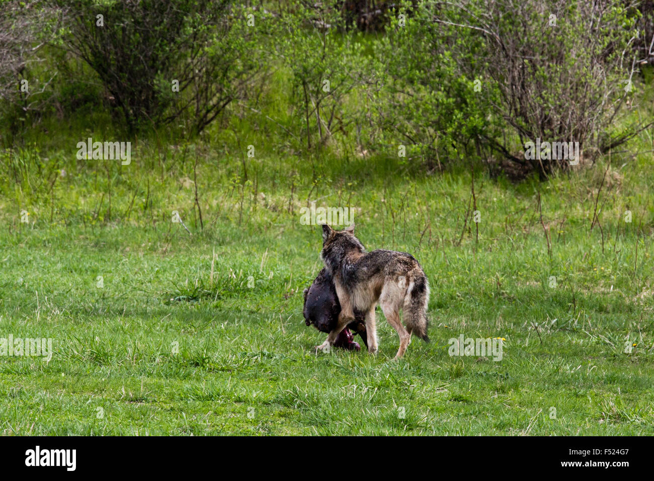 Wolf with prey (beaver Stock Photo - Alamy