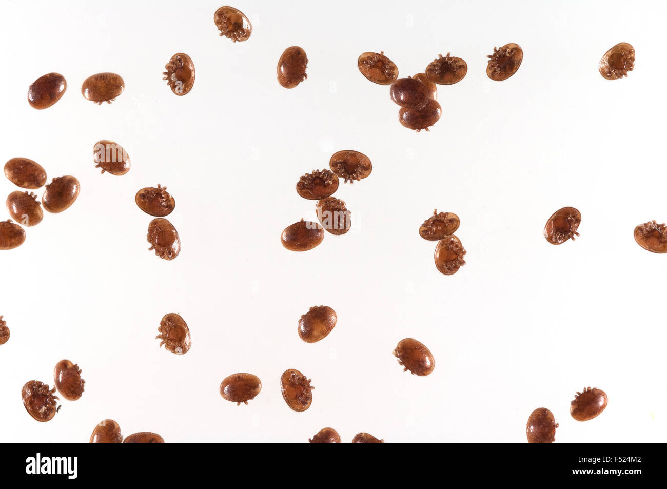 Varroamilbe, Varroa, destructor Stock Photo - Alamy