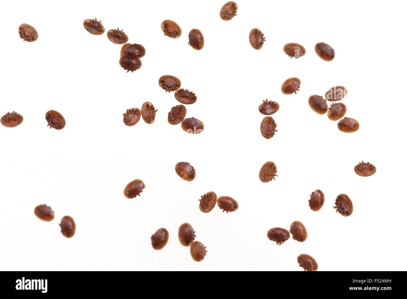 Varroamilbe, Varroa, destructor Stock Photo - Alamy