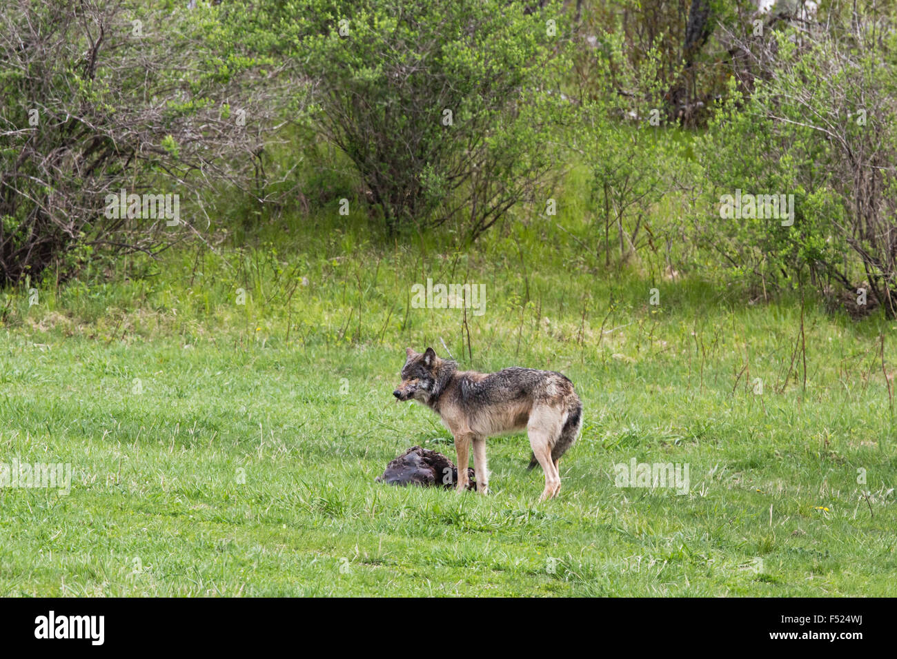 Wolf with prey (beaver Stock Photo - Alamy