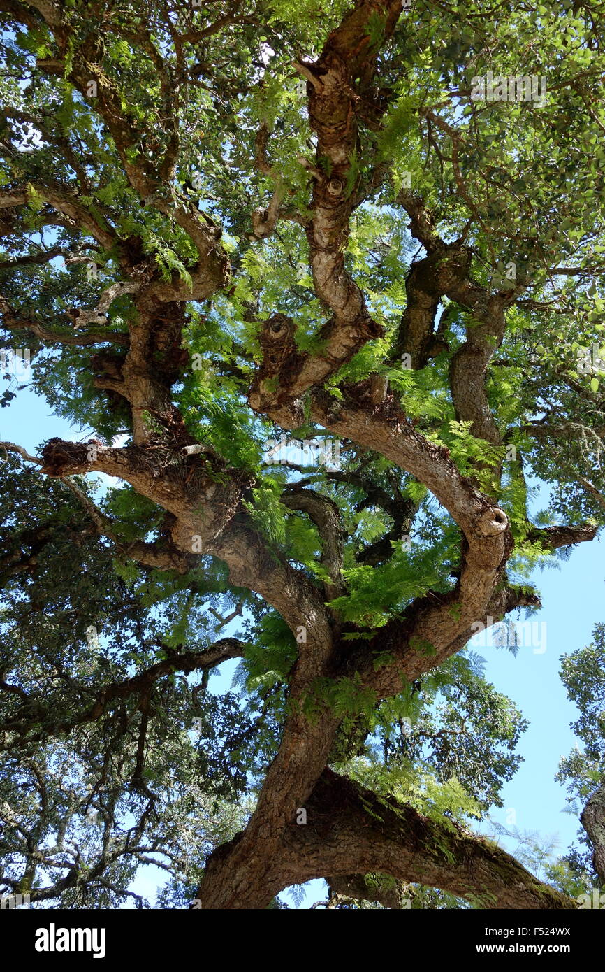 Fern oak tree hi-res stock photography and images - Alamy