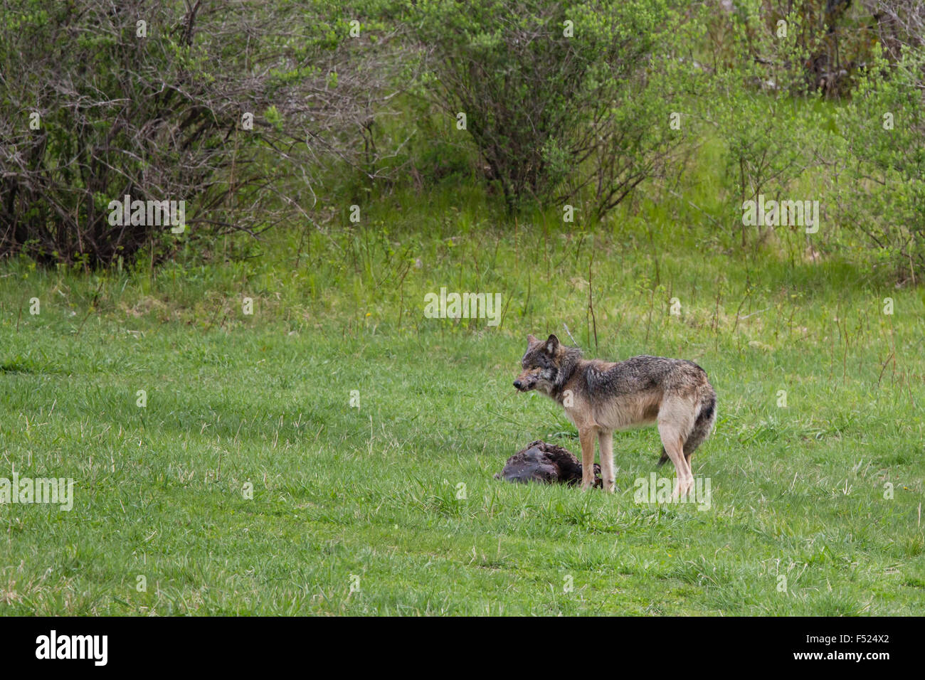 Gray wolf feeding hi-res stock photography and images - Alamy