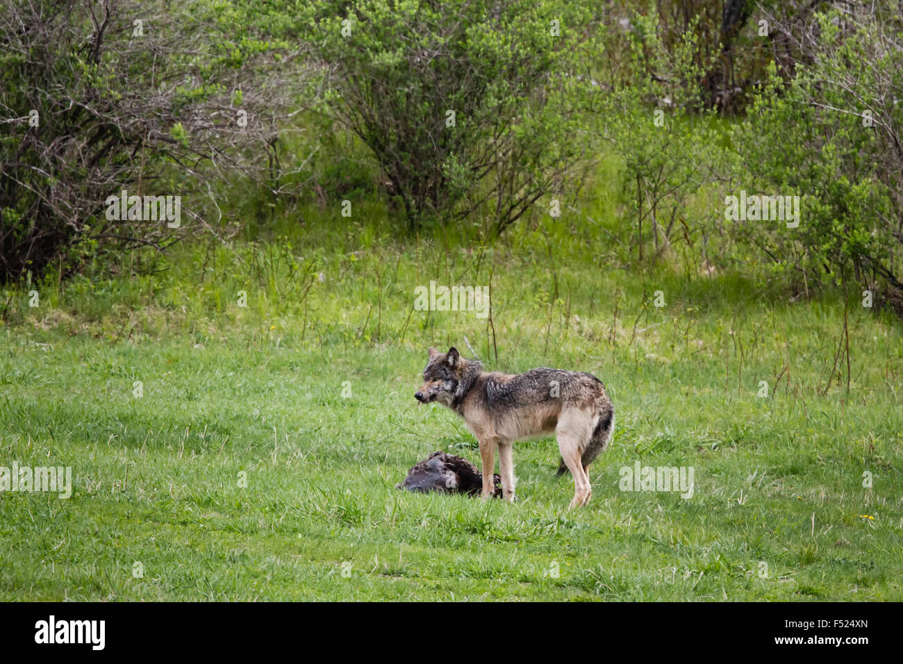 Gray wolf feeding hi-res stock photography and images - Alamy