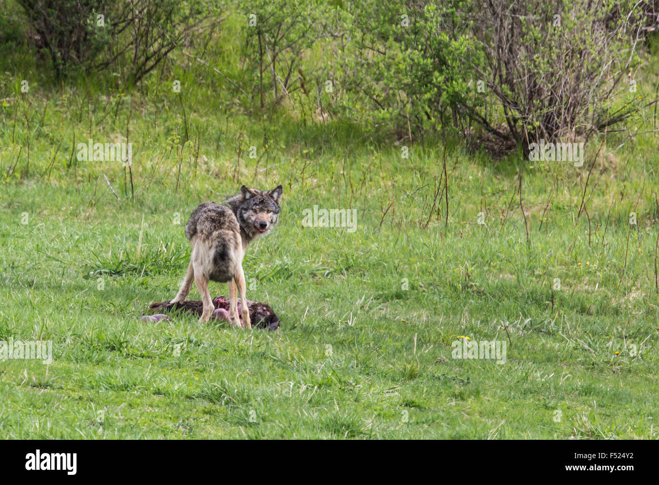 Gray wolf feeding hi-res stock photography and images - Alamy