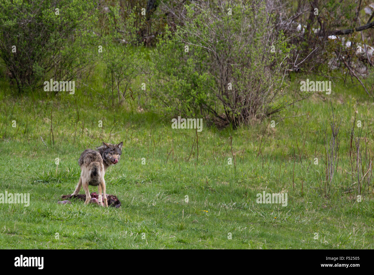 Wolf with prey (beaver Stock Photo - Alamy