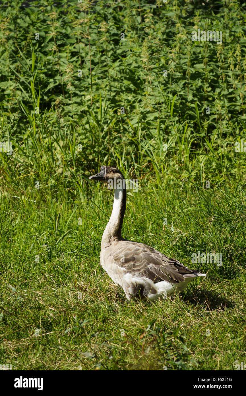 Goose standing in grass with water background hi-res stock photography ...