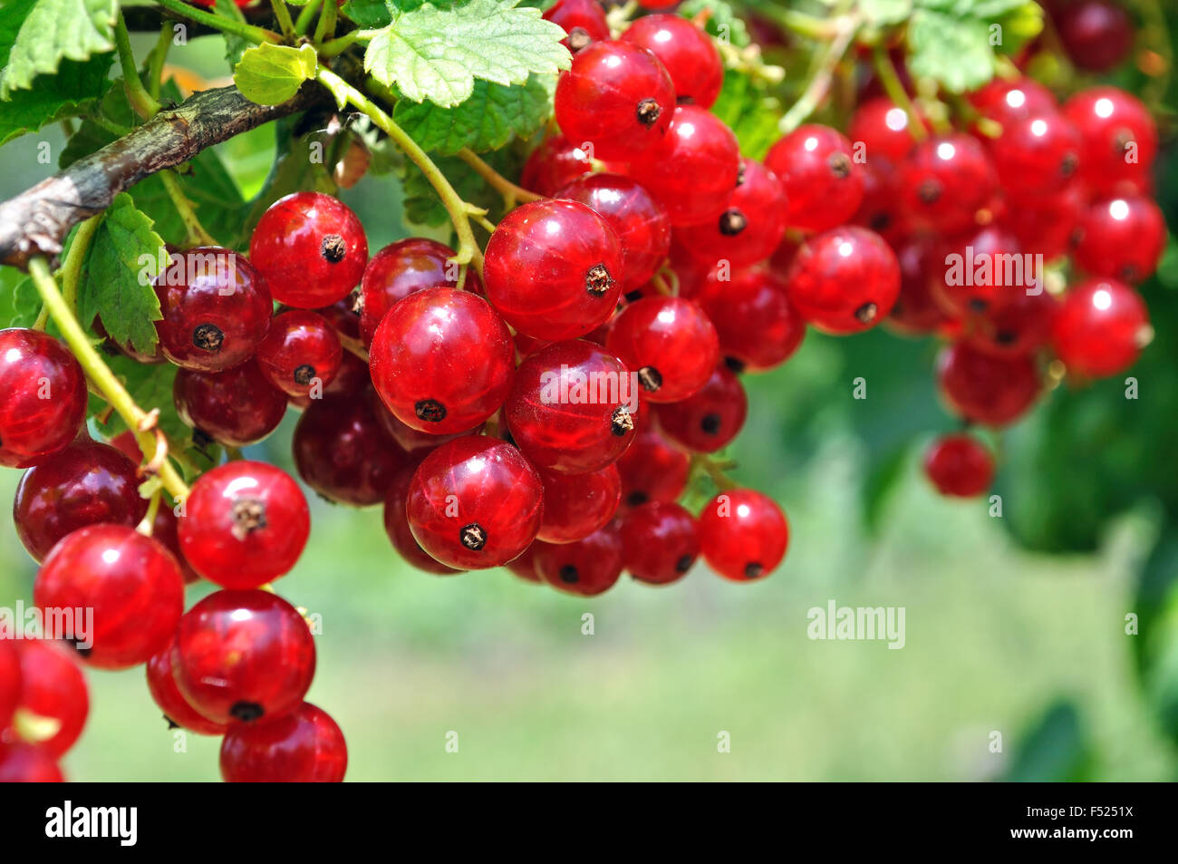 close-up of a red currant Stock Photo - Alamy