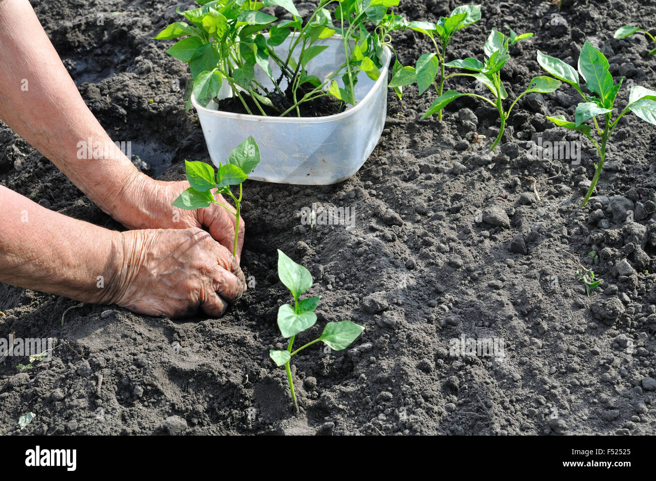 farmer planting a pepper seedling Stock Photo - Alamy