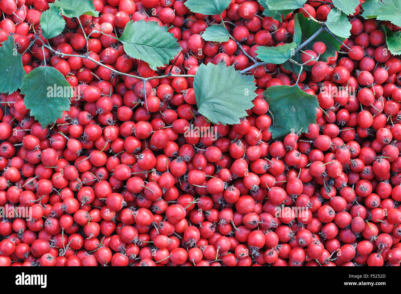 freshly harvested ripe red hawthorn Stock Photo - Alamy