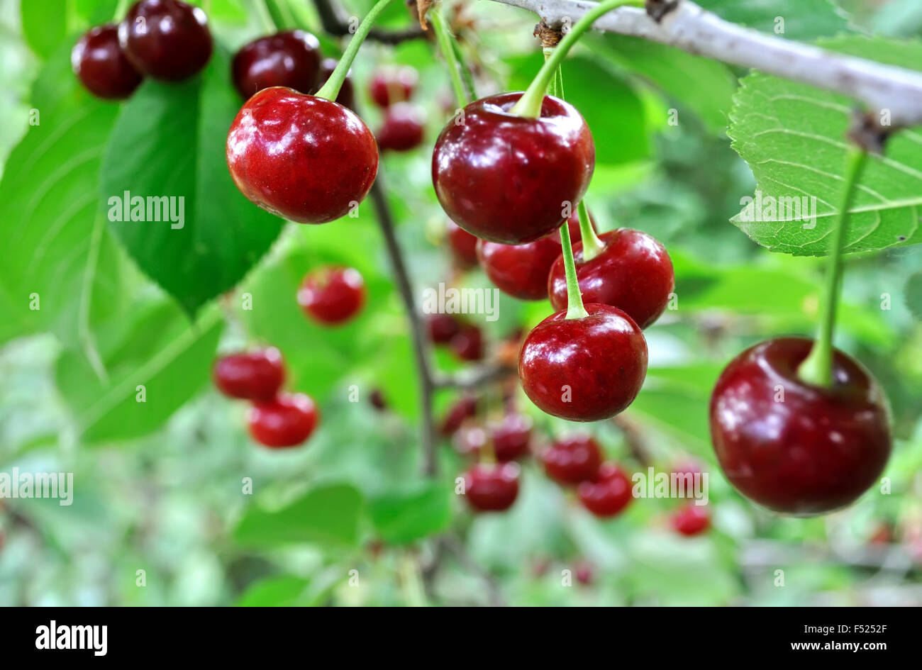 Mature cherry tree hi-res stock photography and images - Alamy