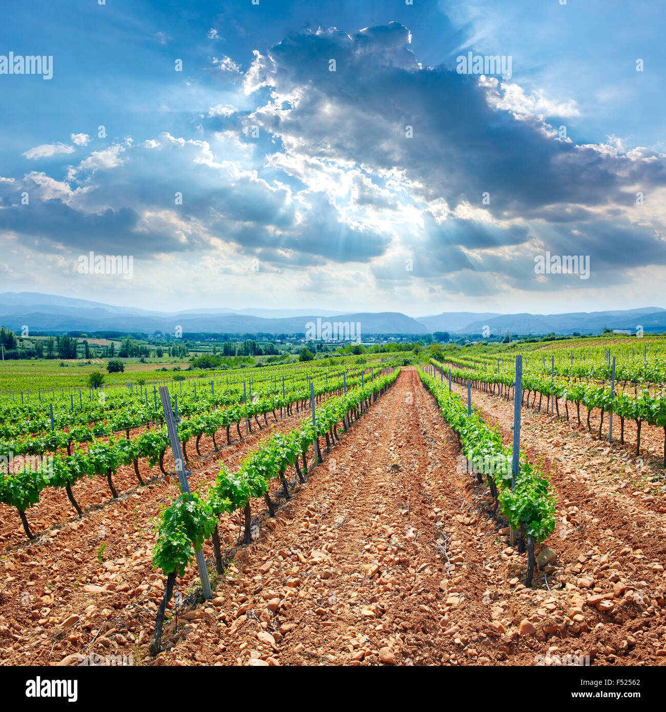 vineyard in El Bierzo of Leon by Saint James Way at Castilla Spain ...