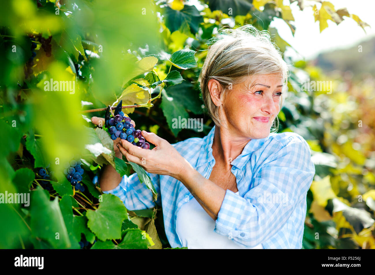 Woman harvesting grapes Stock Photo - Alamy