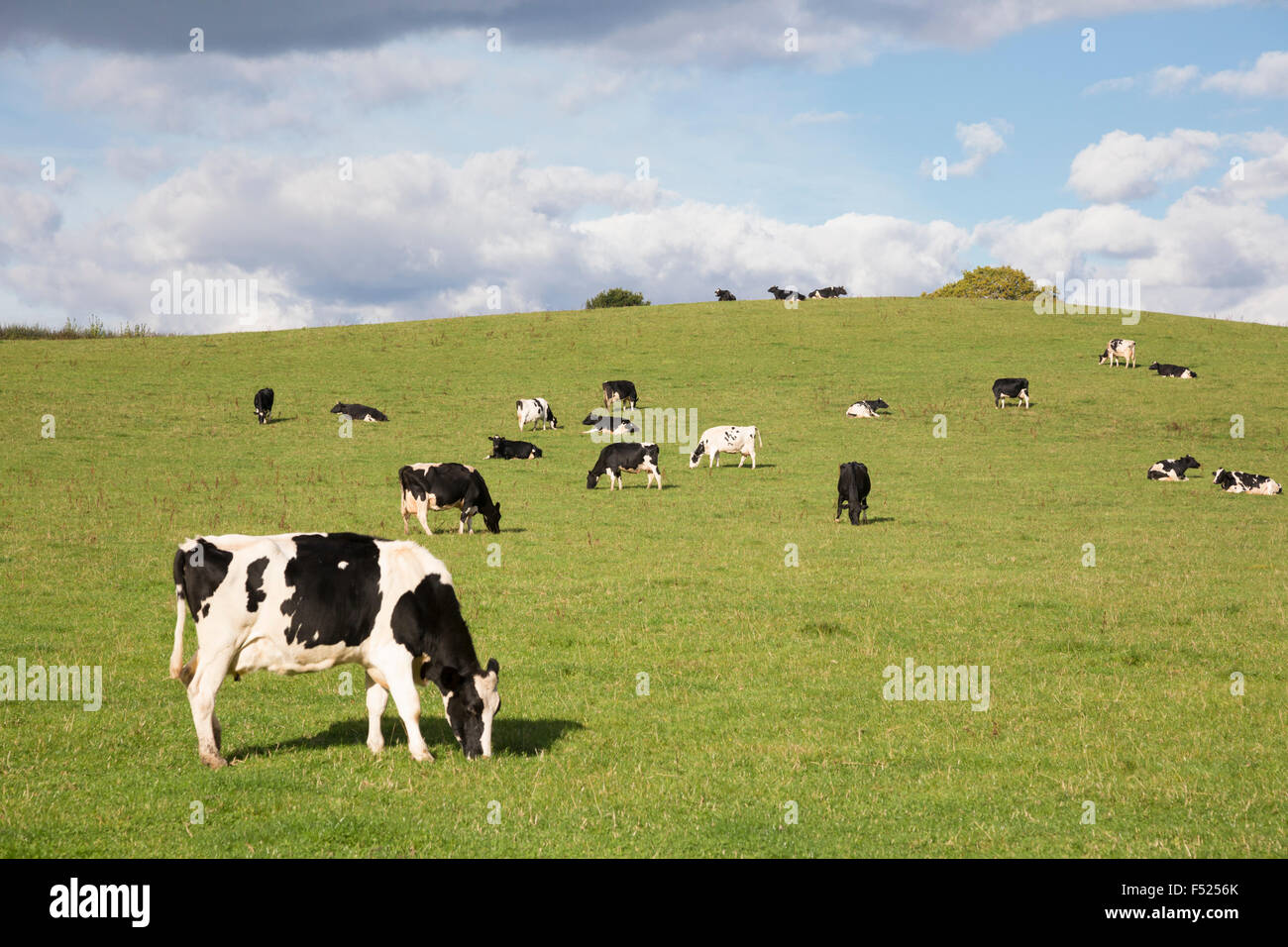 Friesian cattle on a British farm, England, UK Stock Photo - Alamy