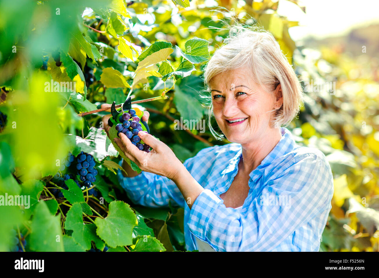 Woman harvesting grapes Stock Photo - Alamy