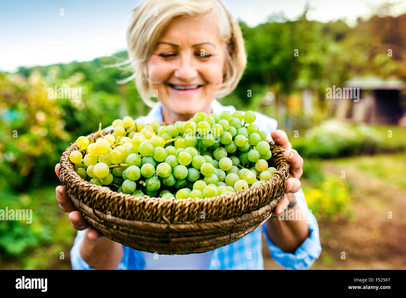 Woman harvesting grapes Stock Photo - Alamy