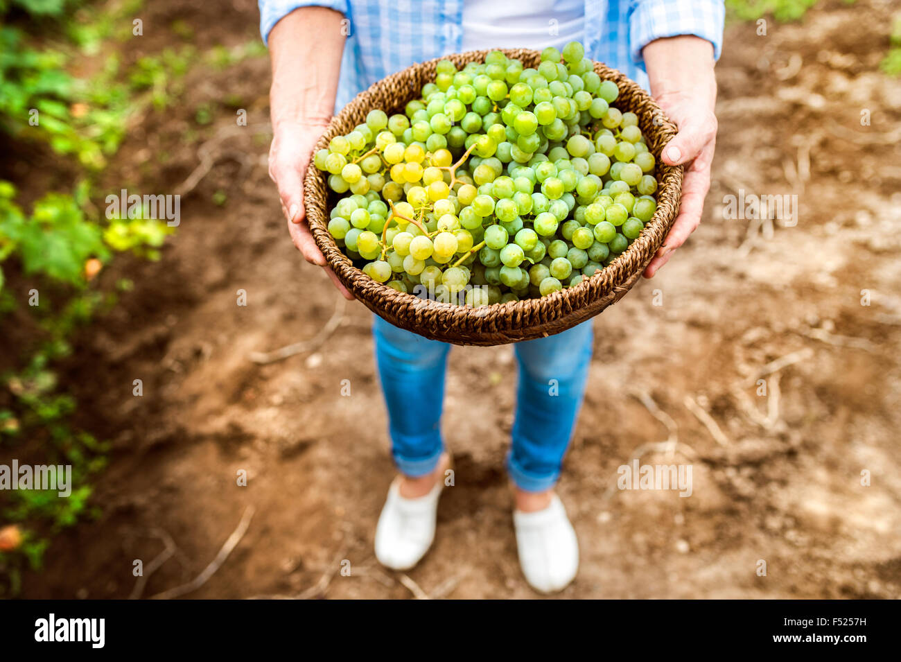 Woman harvesting grapes Stock Photo - Alamy