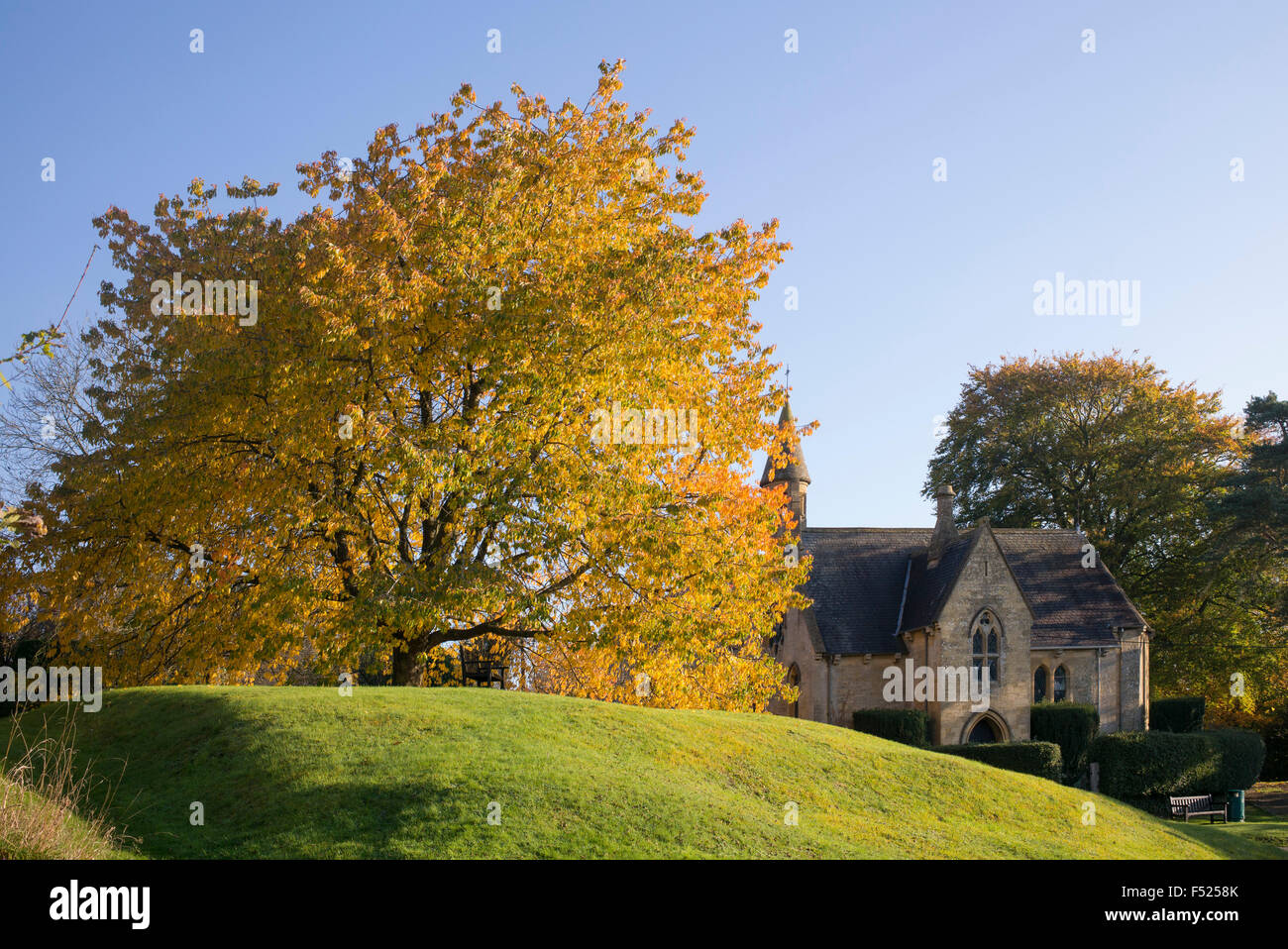 Autumnal Hornbeam tree and St Michael & All Angels church, Broad ...