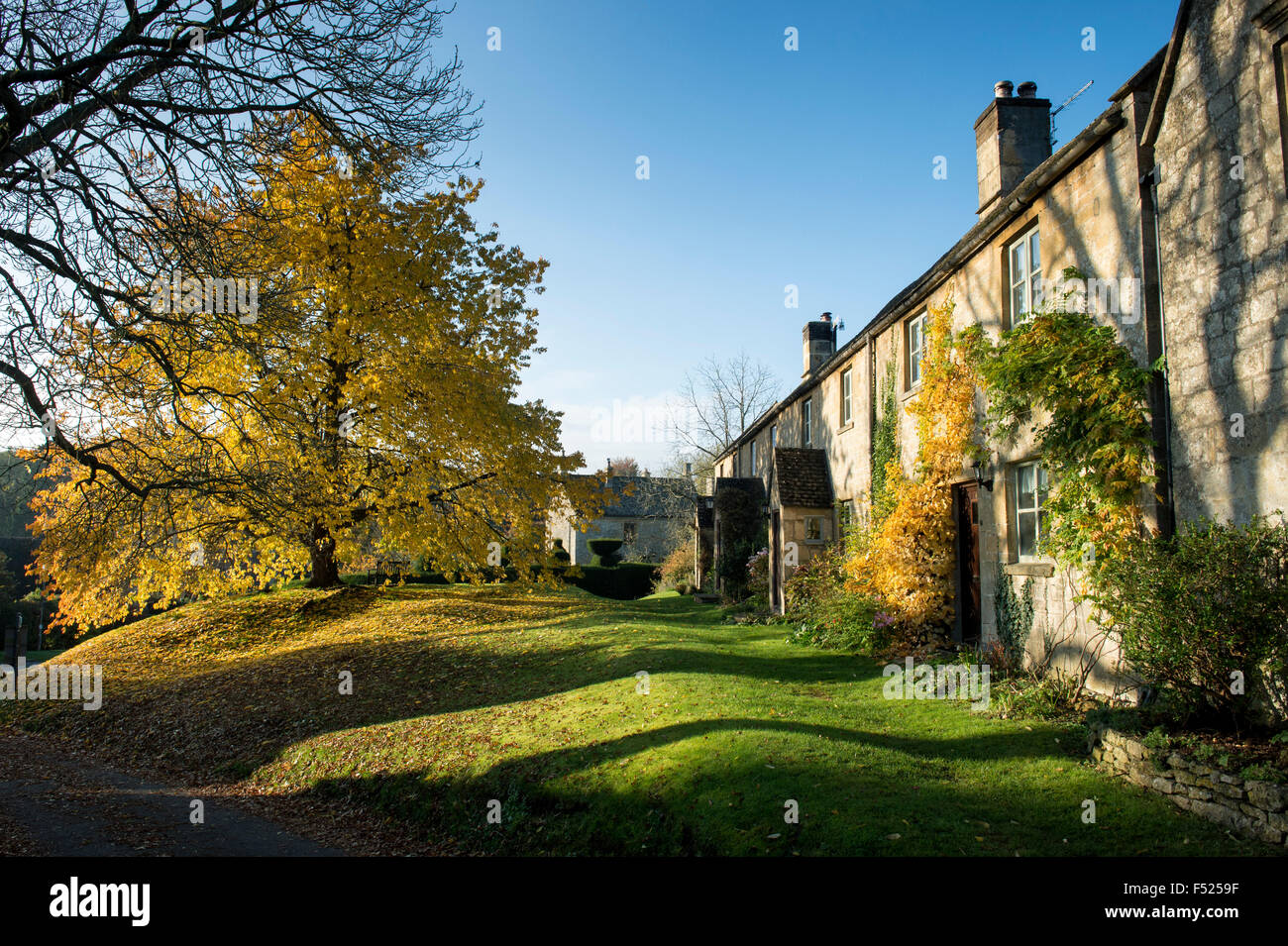 Cotswold cottages and Hornbeam tree in autumn in Broad Campden ...