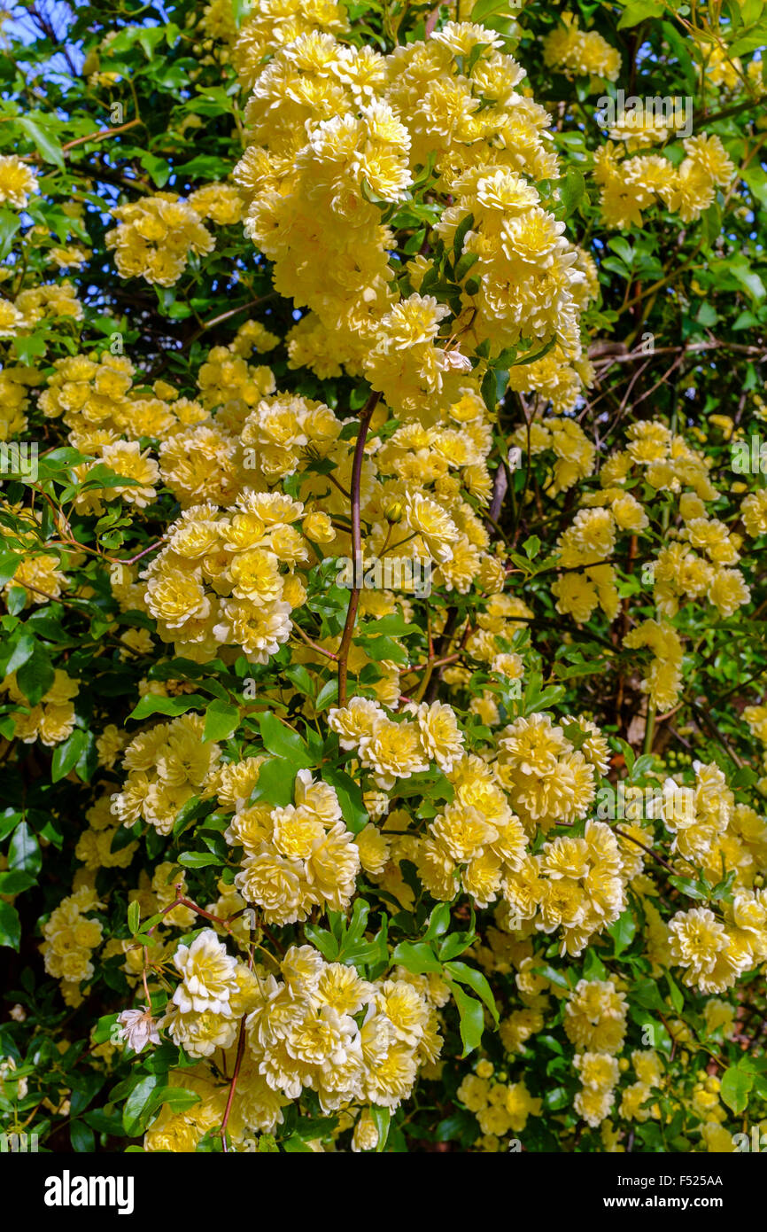 Rosa banksiae hi-res stock photography and images - Alamy