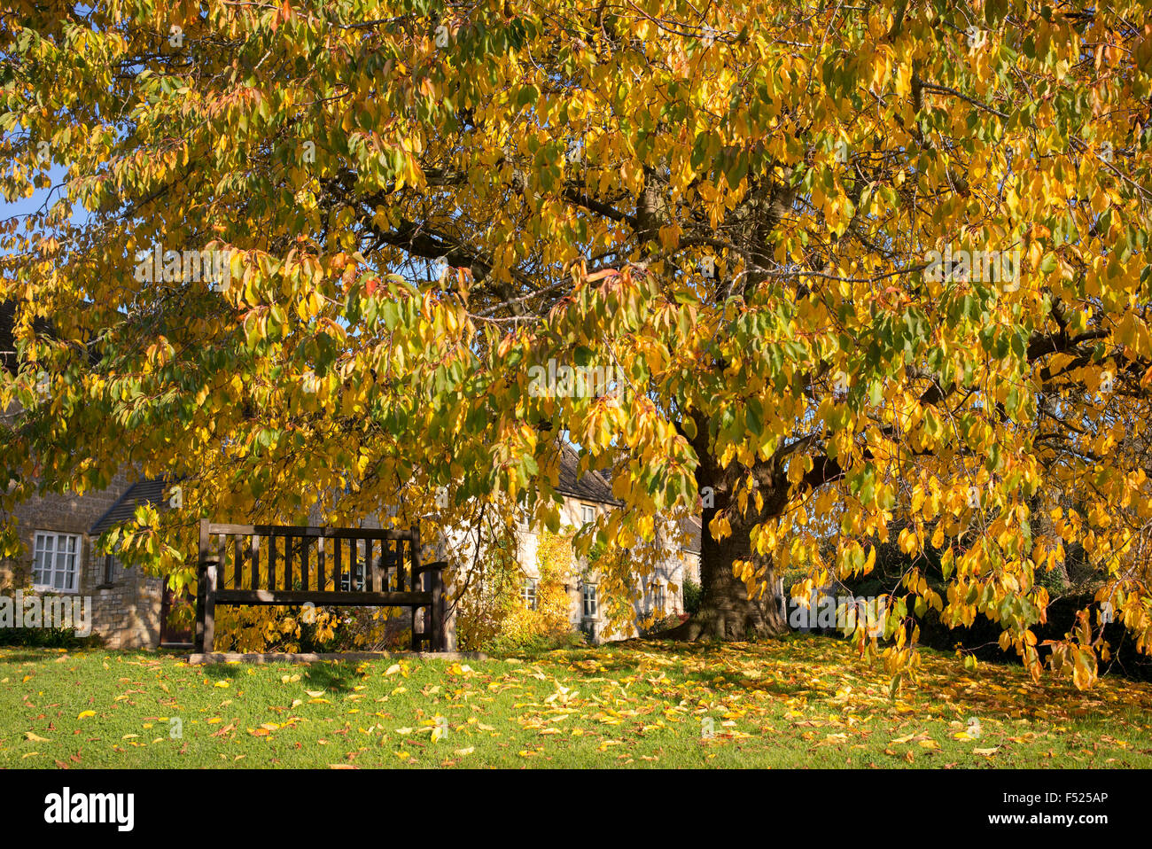 Cotswold cottages and Hornbeam tree in autumn in Broad Campden ...