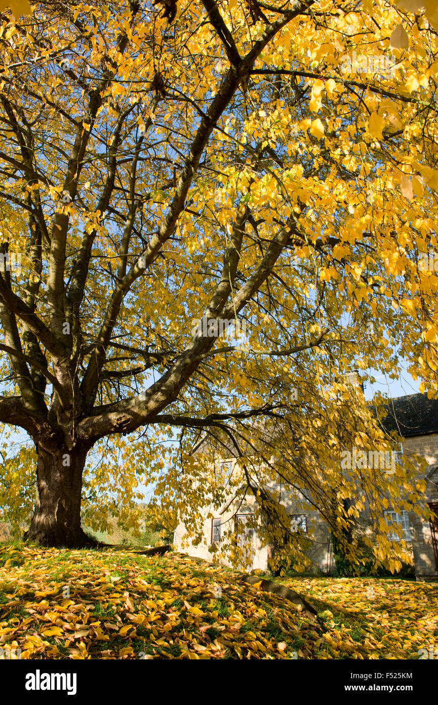 Hornbeam Leaves In Autumn High Resolution Stock Photography and Images ...