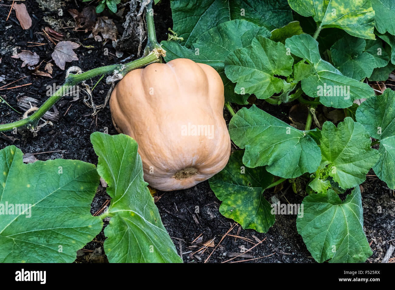 Butternut squash ripening on vine Stock Photo - Alamy
