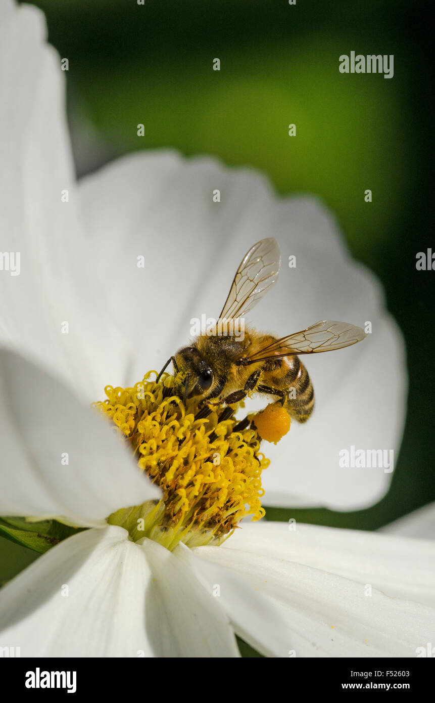 Pollen collecting insects hi-res stock photography and images - Alamy