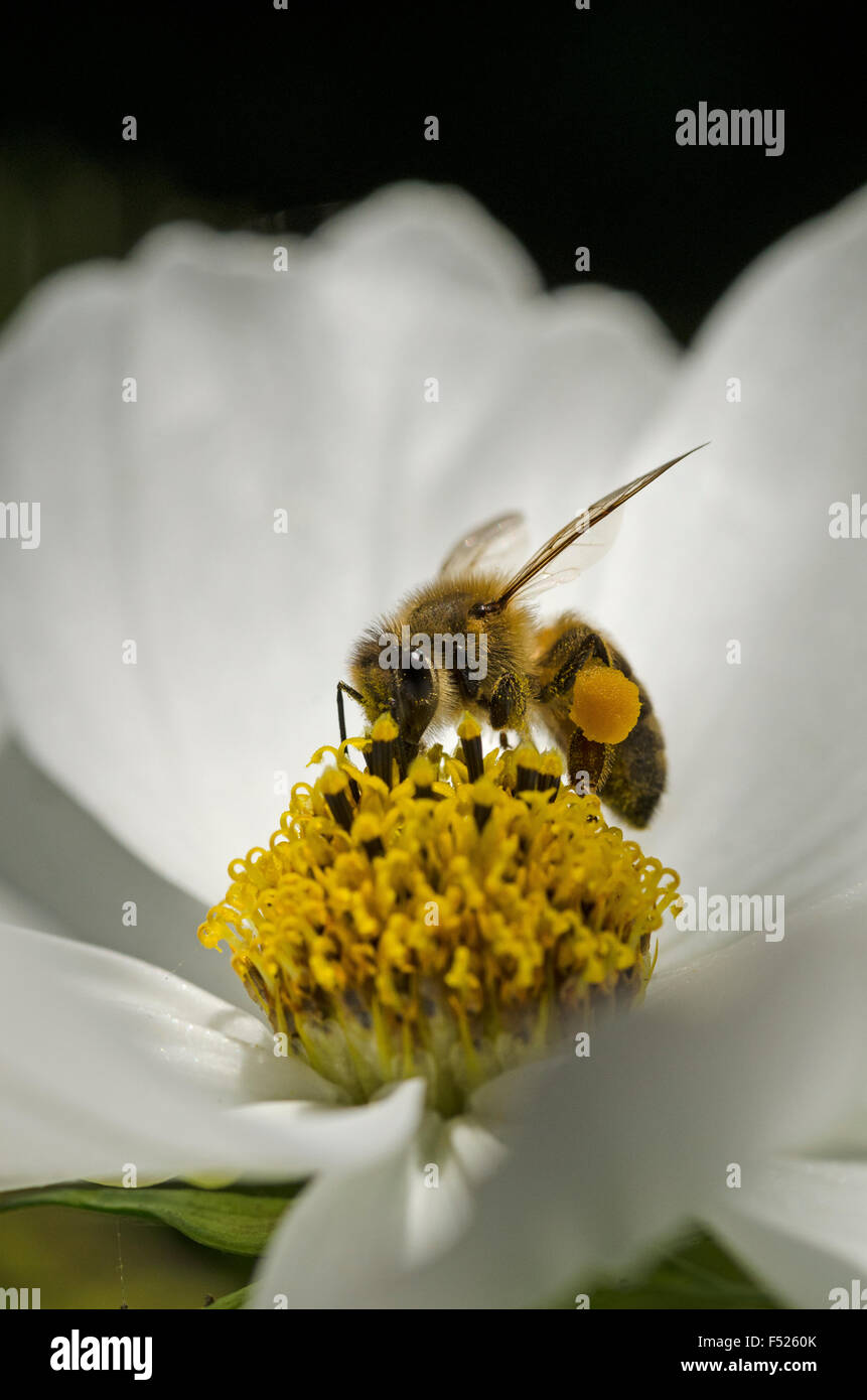 Close up bee collecting hi-res stock photography and images - Alamy