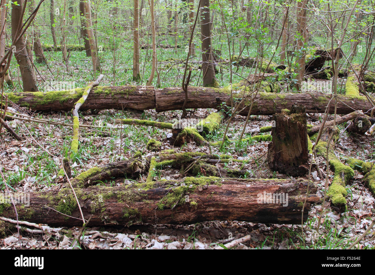 Riparian forest in spring Stock Photo - Alamy