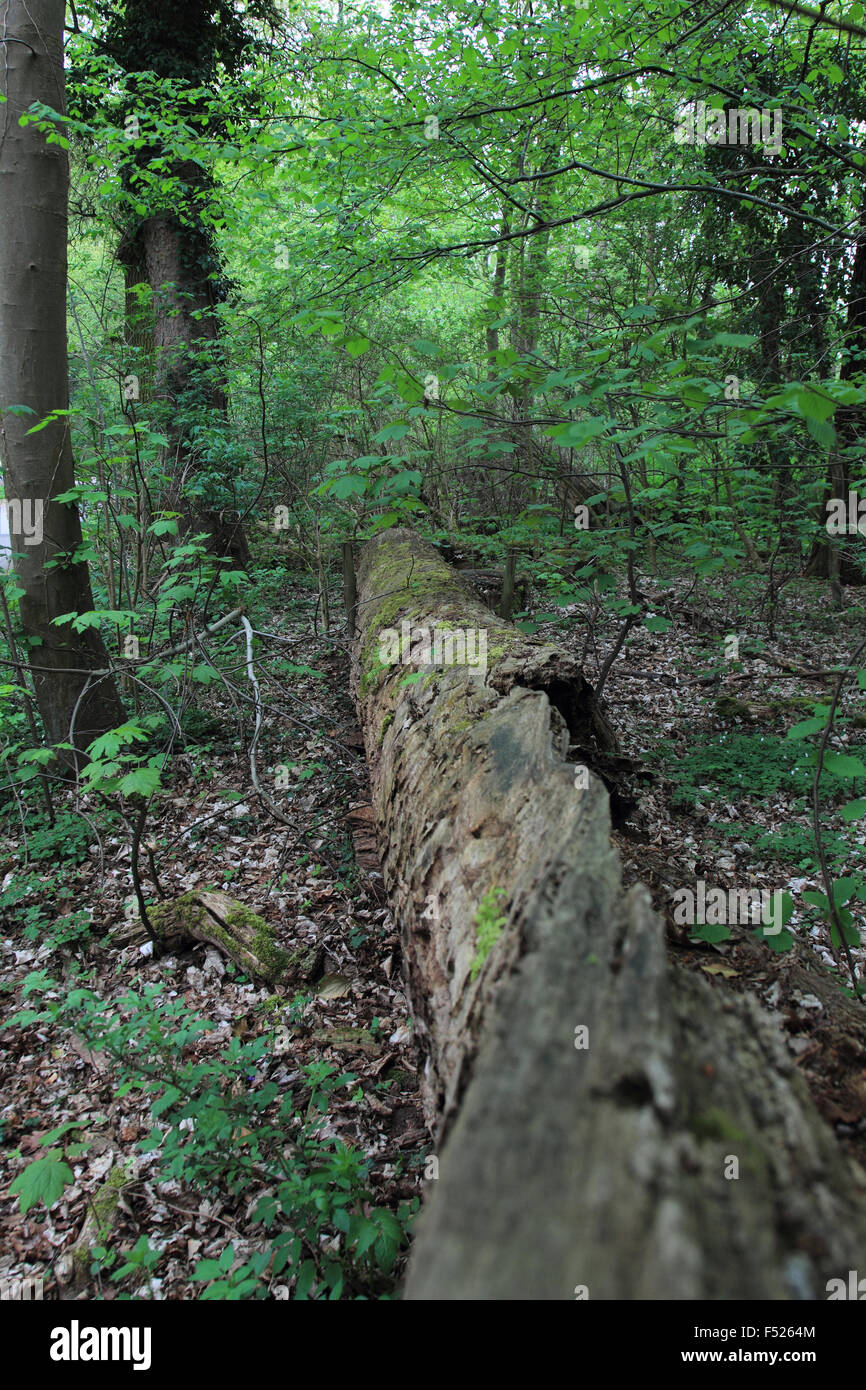 Riparian forest in spring Stock Photo - Alamy
