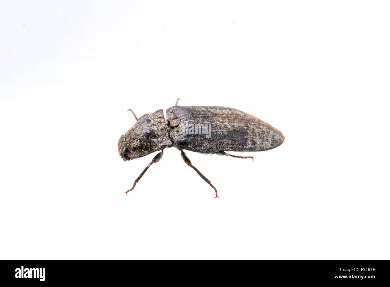 Black bug isolated on a white background Stock Photo - Alamy
