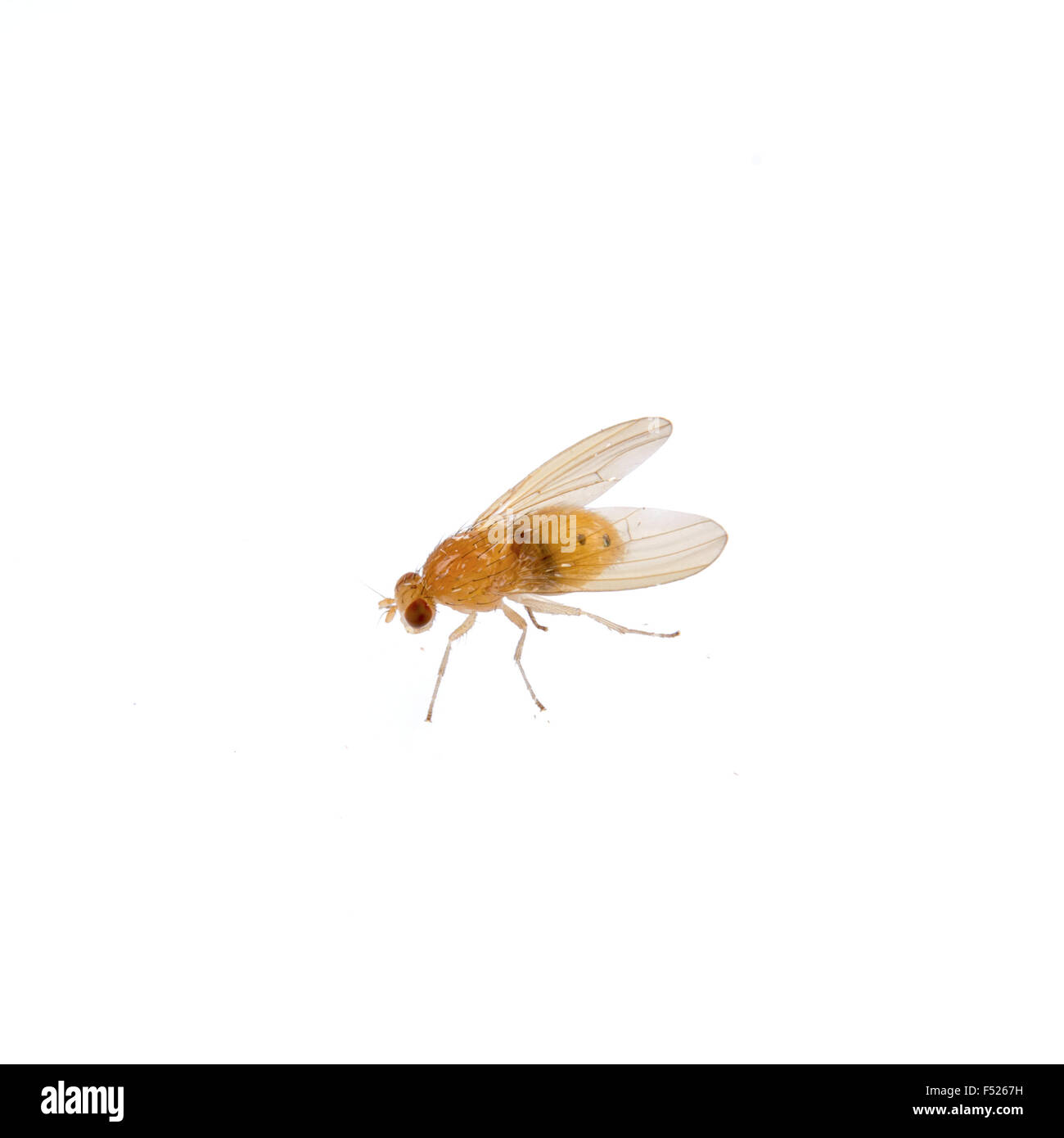 Beige fly isolated on a white background Stock Photo - Alamy