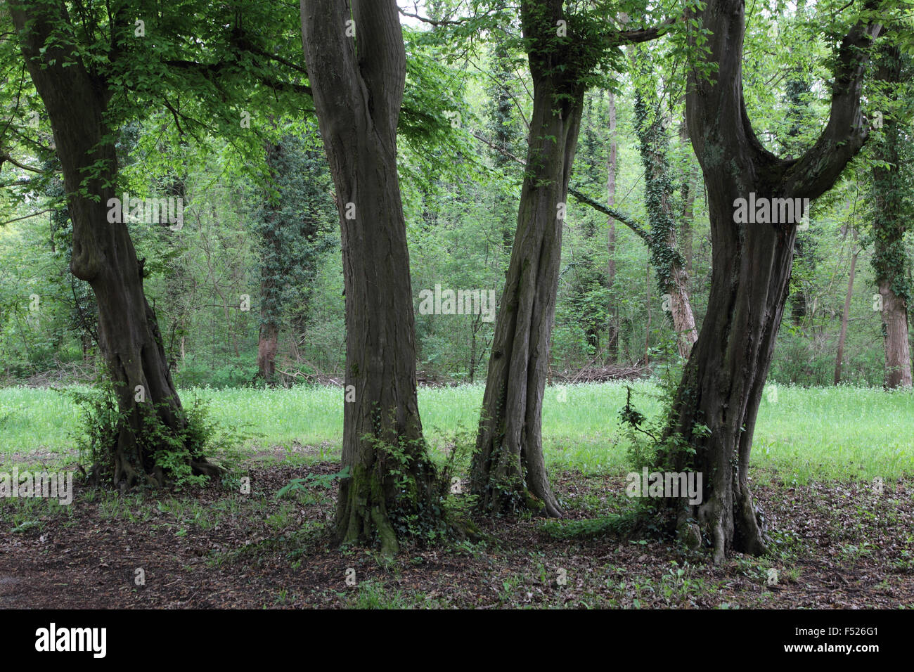Riparian forest in spring Stock Photo - Alamy
