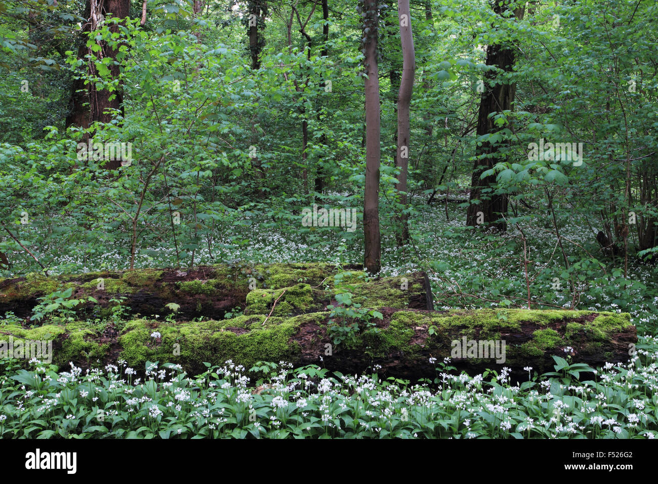 Riparian forest in spring with flowering wild garlic Stock Photo - Alamy