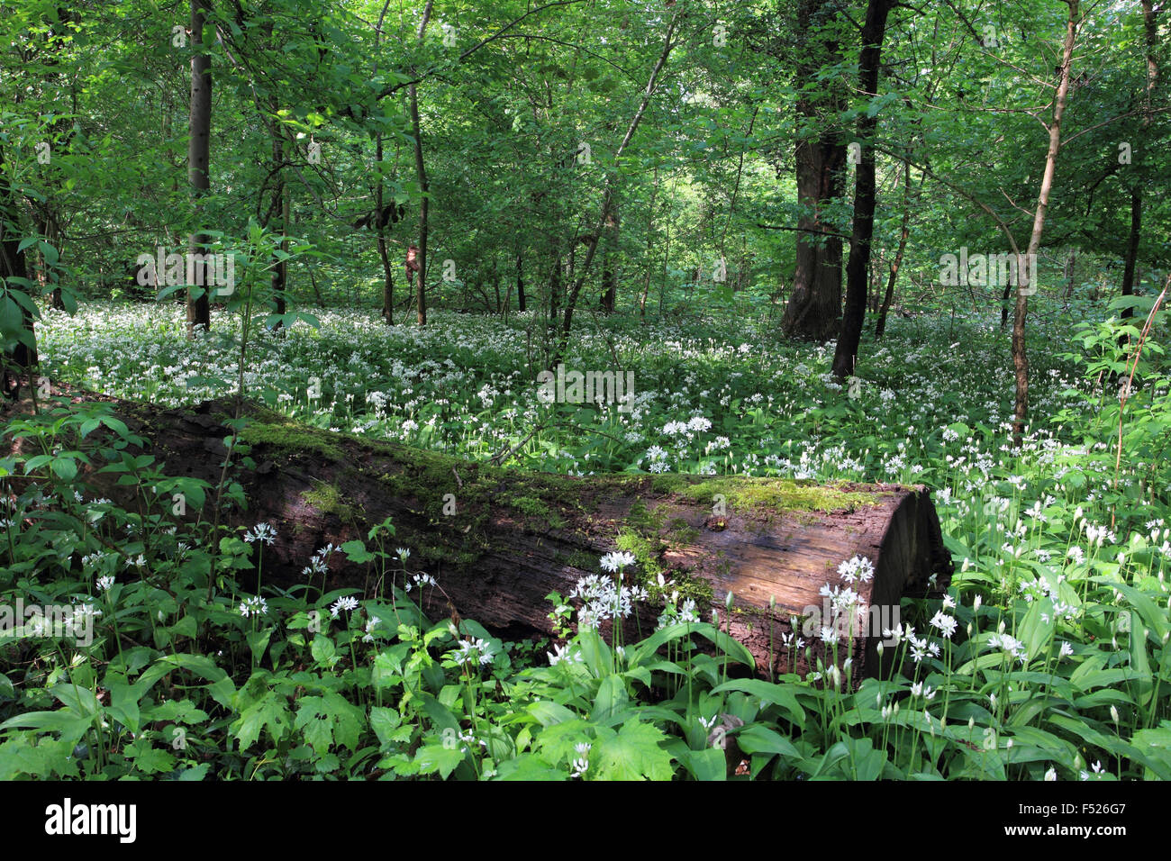 Riparian forest in spring with flowering wild garlic Stock Photo - Alamy