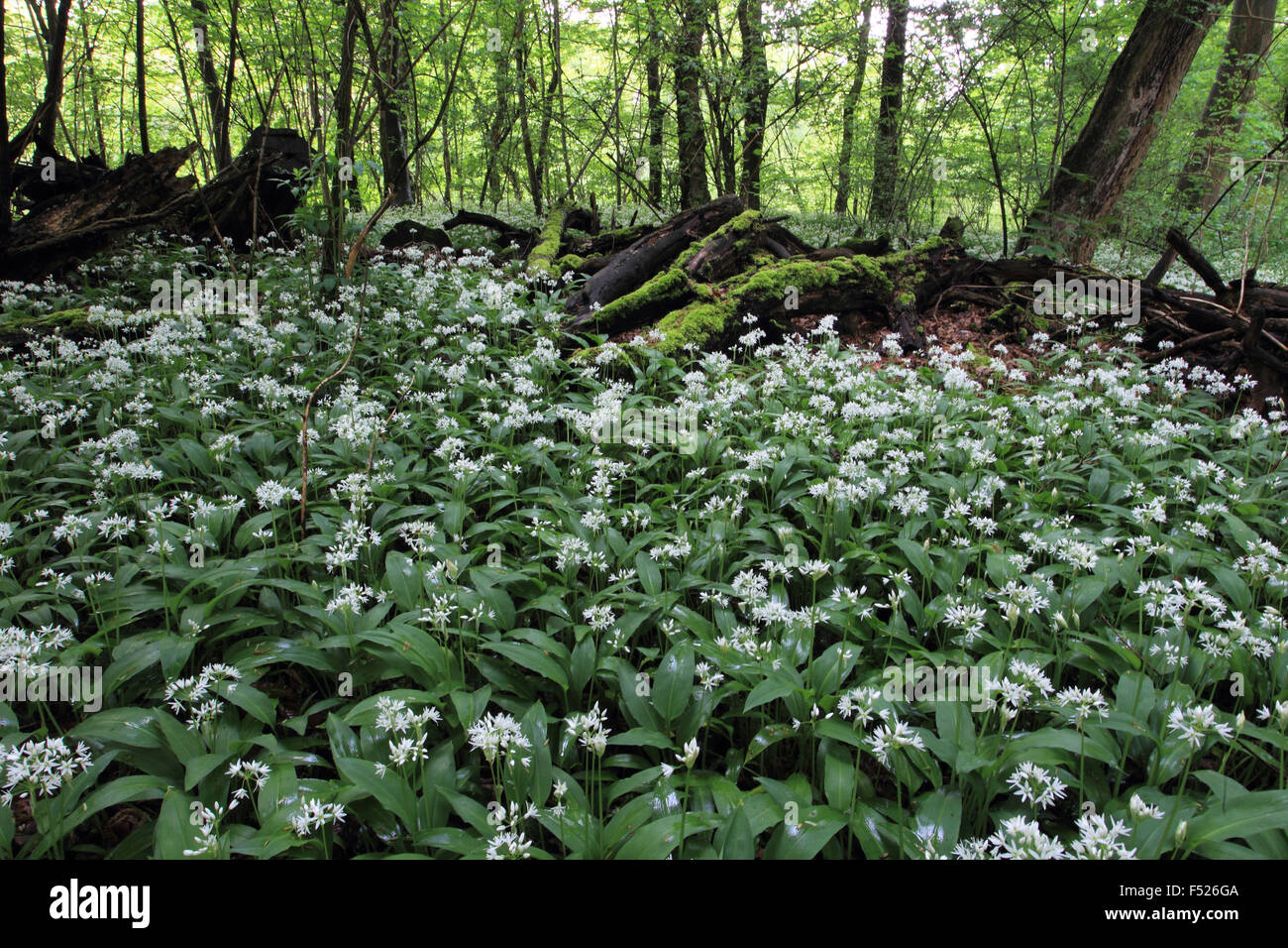 Riparian forest in spring with flowering wild garlic Stock Photo - Alamy