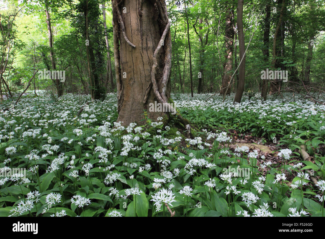 Riparian forest in spring with flowering wild garlic Stock Photo - Alamy