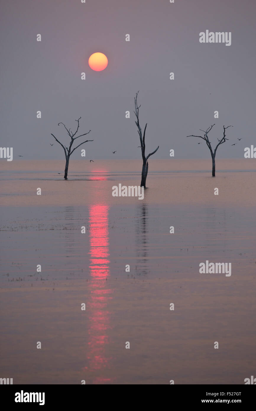 Dead tree lake kariba hi-res stock photography and images - Alamy
