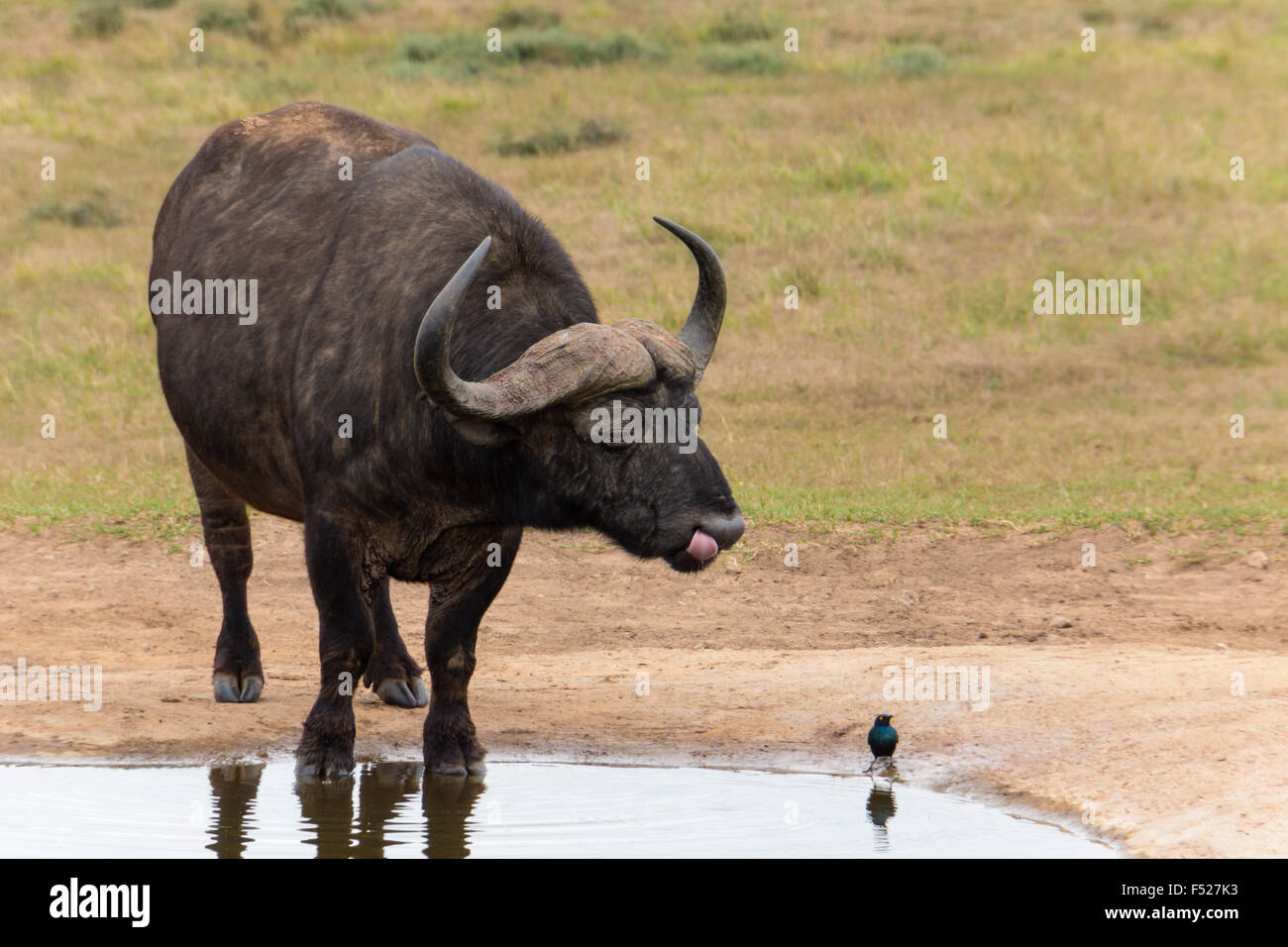 Water way buffalo hi-res stock photography and images - Alamy