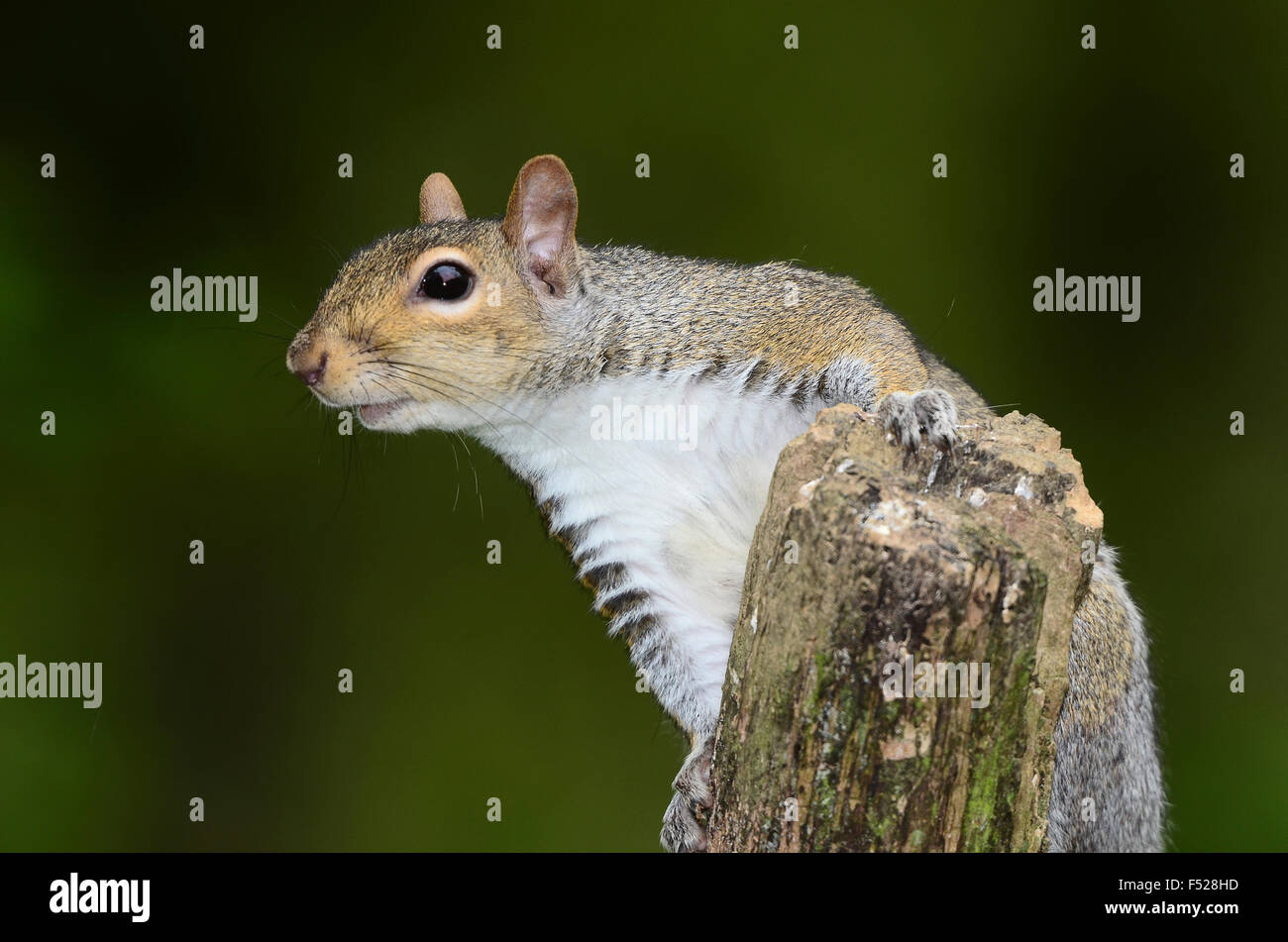 Face on branch hi-res stock photography and images - Alamy