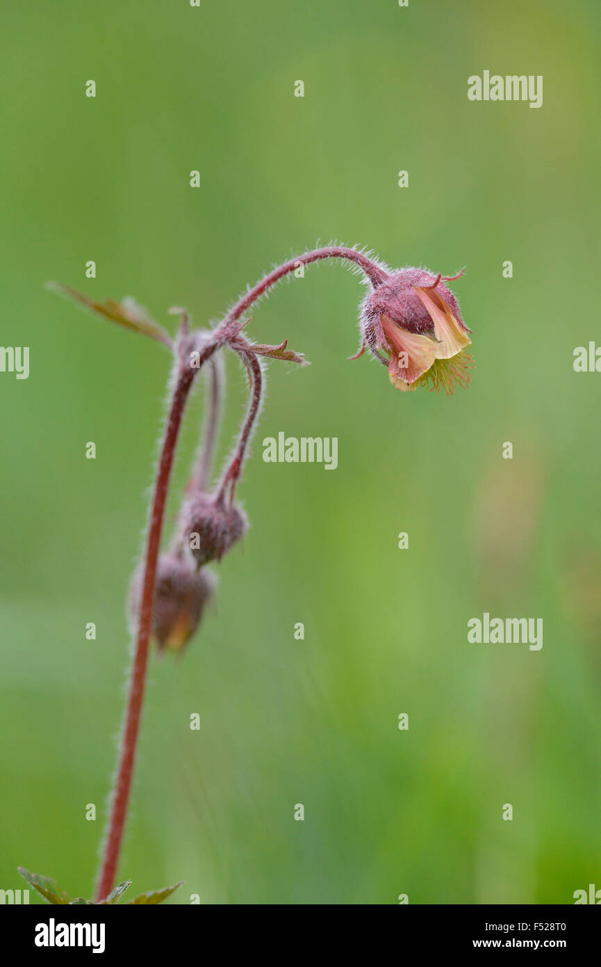 Purple avens, Geum rivale, flower, spring Stock Photo - Alamy