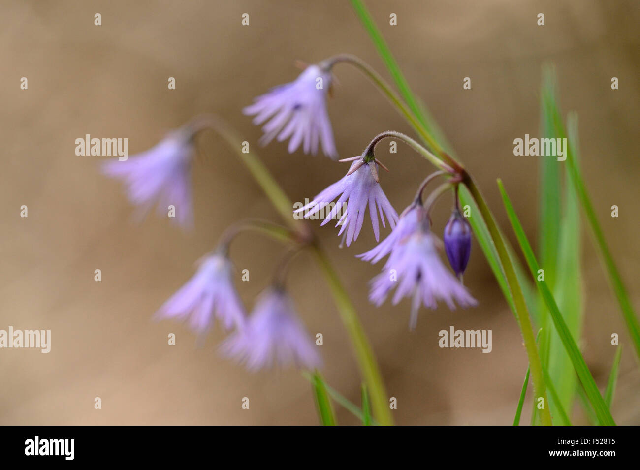 Alpine snowbell, Soldanella alpina, flowers, spring Stock Photo - Alamy