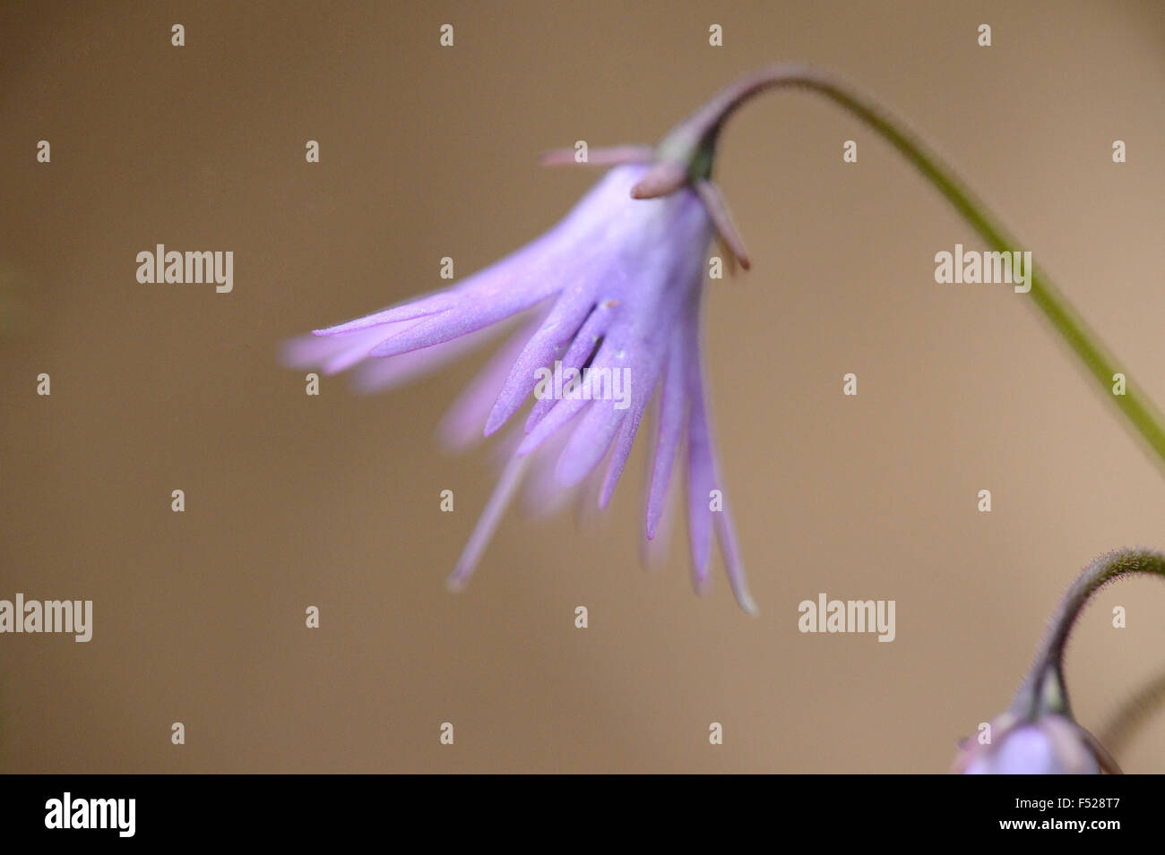 Snowbell alpine bells hi-res stock photography and images - Alamy