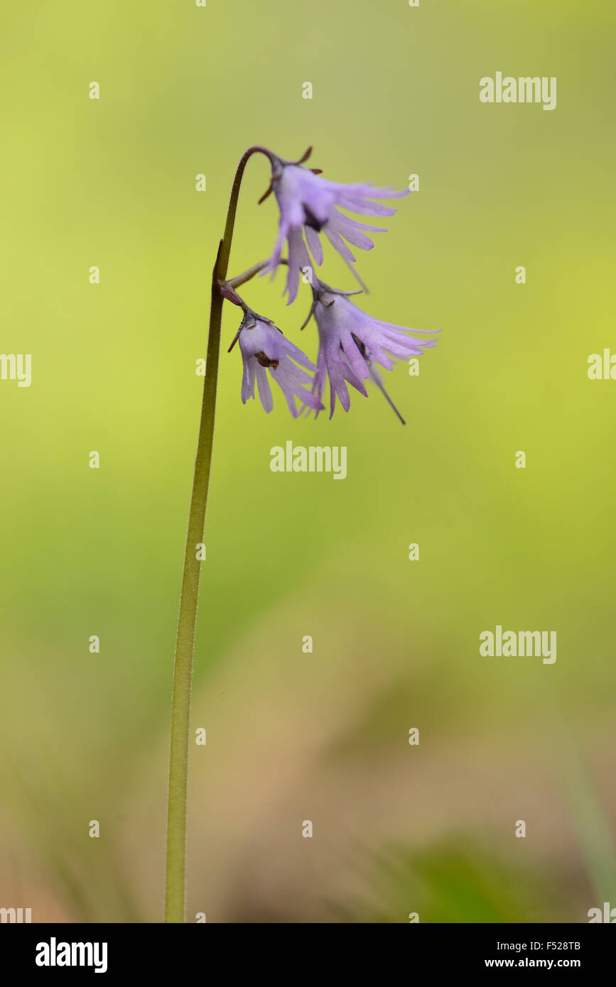 Snowbell alpine bells hi-res stock photography and images - Alamy