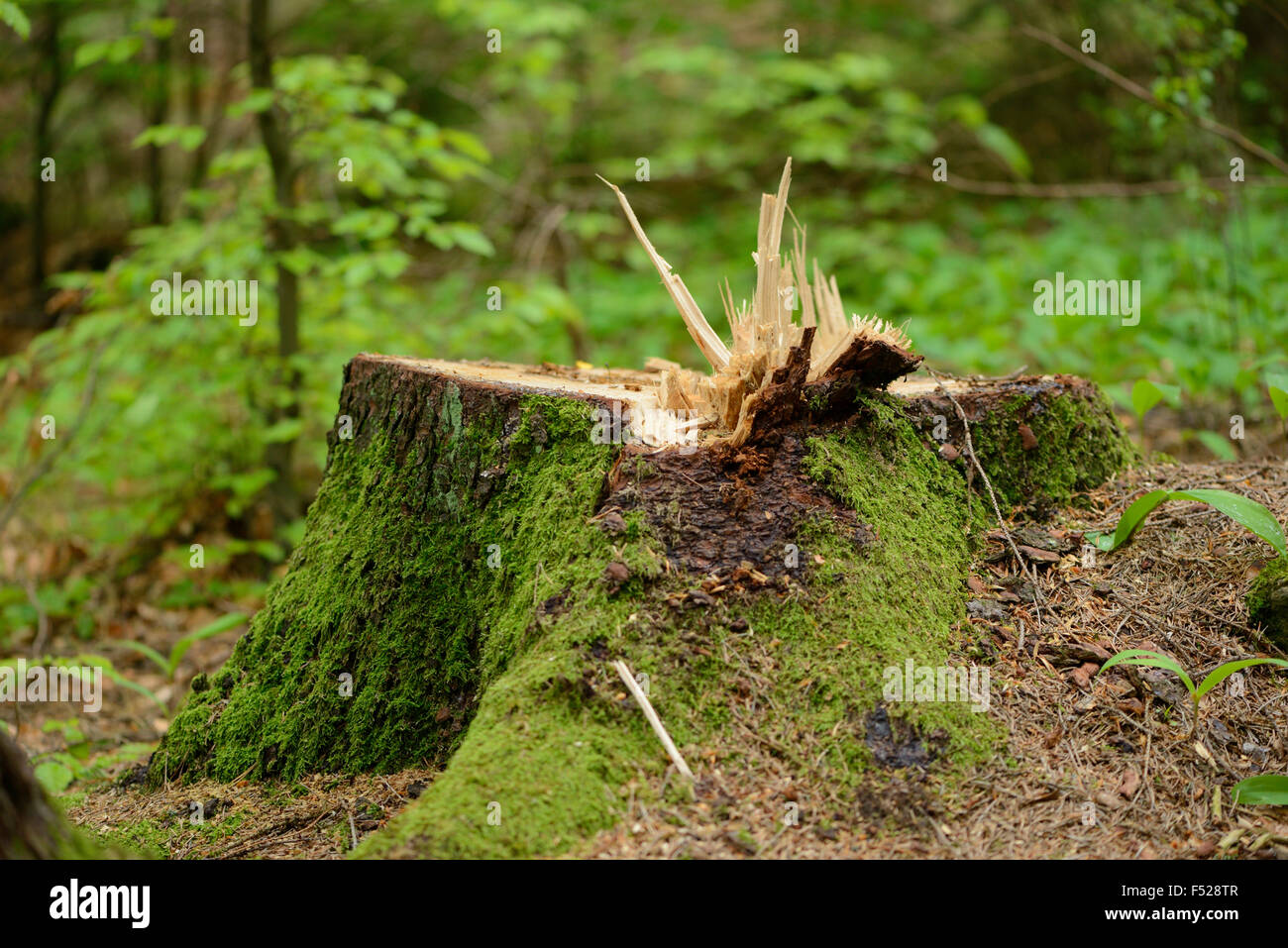 Trunk, Norway spruce, Picea abies, spring Stock Photo - Alamy