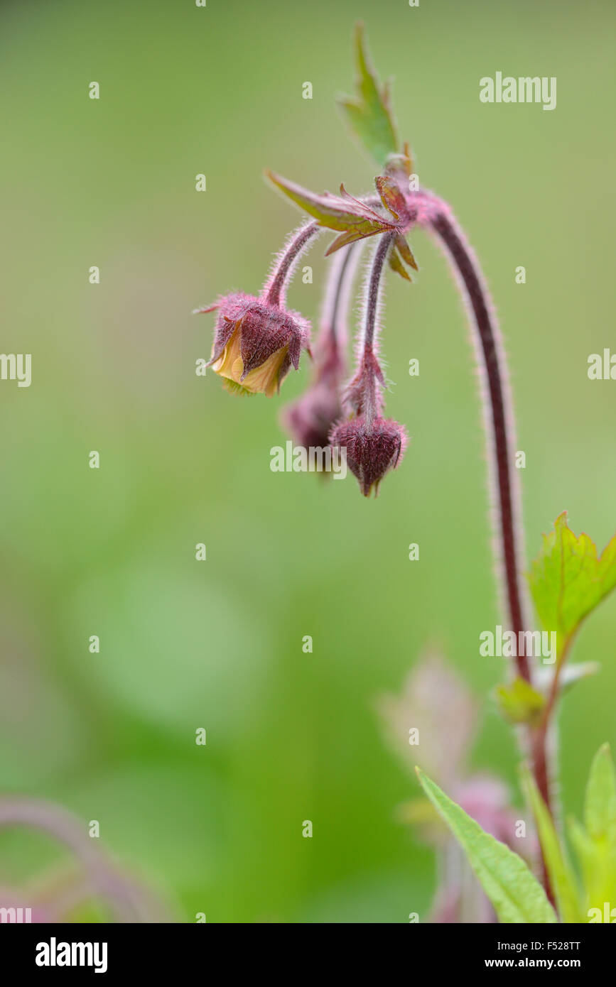 Purple avens, Geum rivale, flower, spring Stock Photo - Alamy